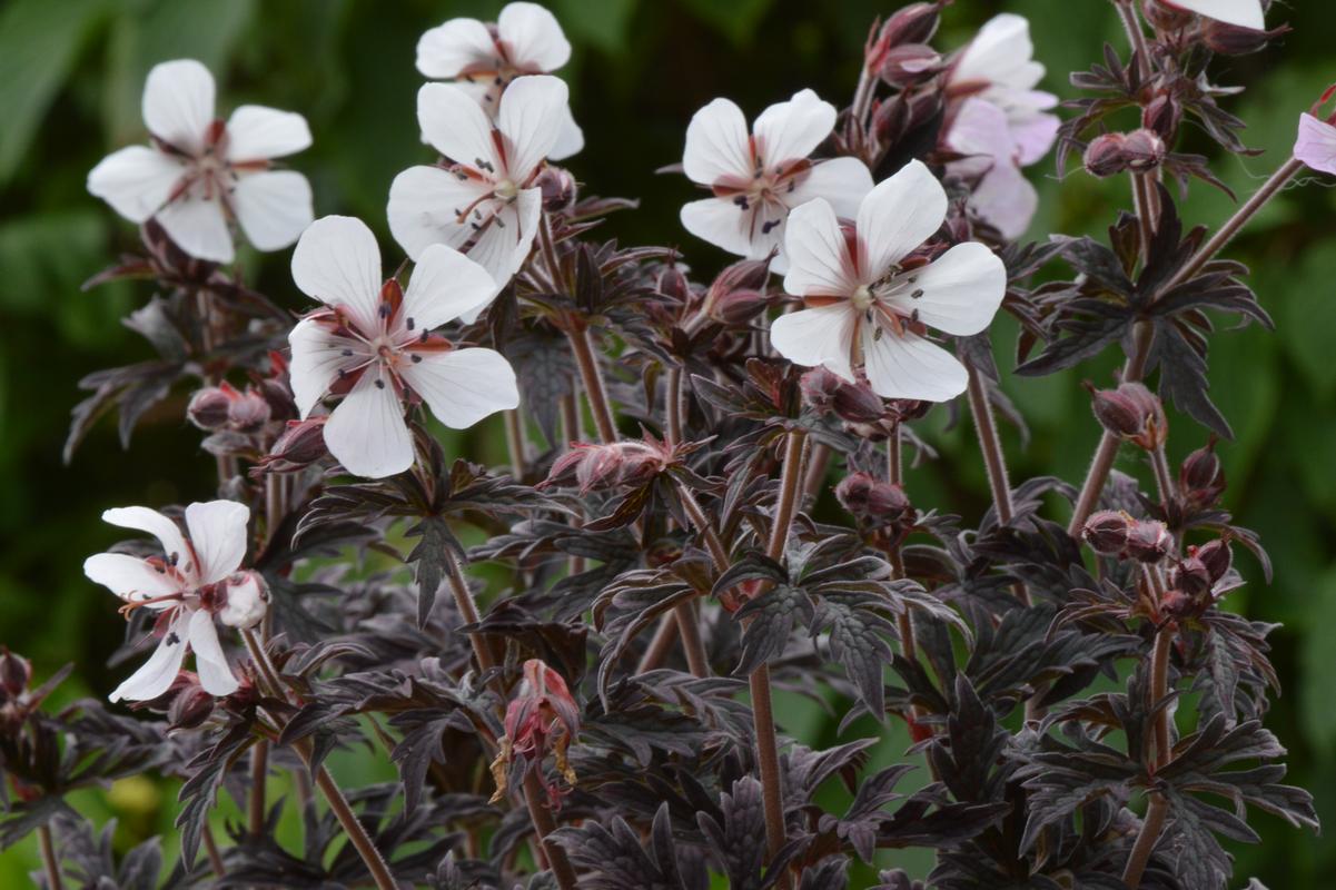 Midnight Ghost Geranium (Photo courtesy of Garden World)