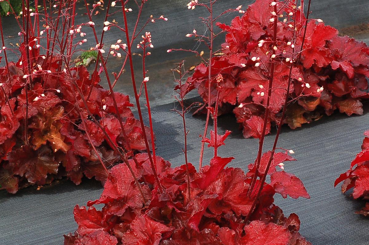 Forever Red Coral Bells (Photo courtesy of Garden World)