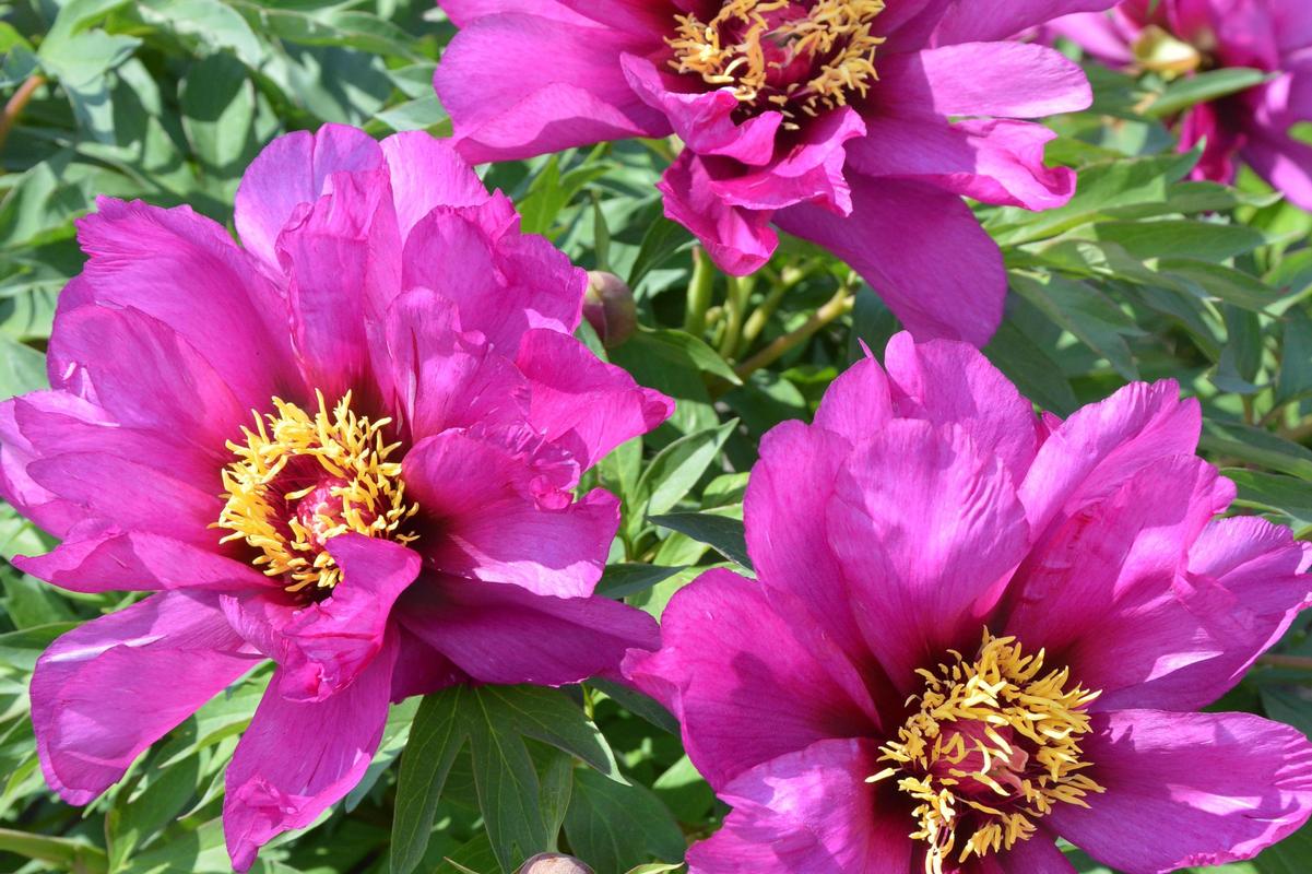 Morning Lilac Itoh Peony (Photo courtesy of Garden World)