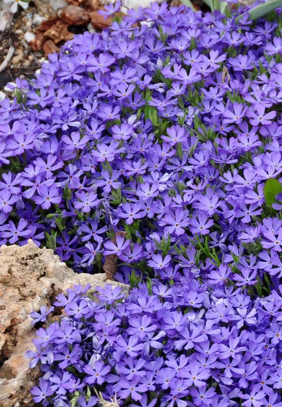 Violet Pinwheels Creeping Phlox (Photo courtesy of Garden World)