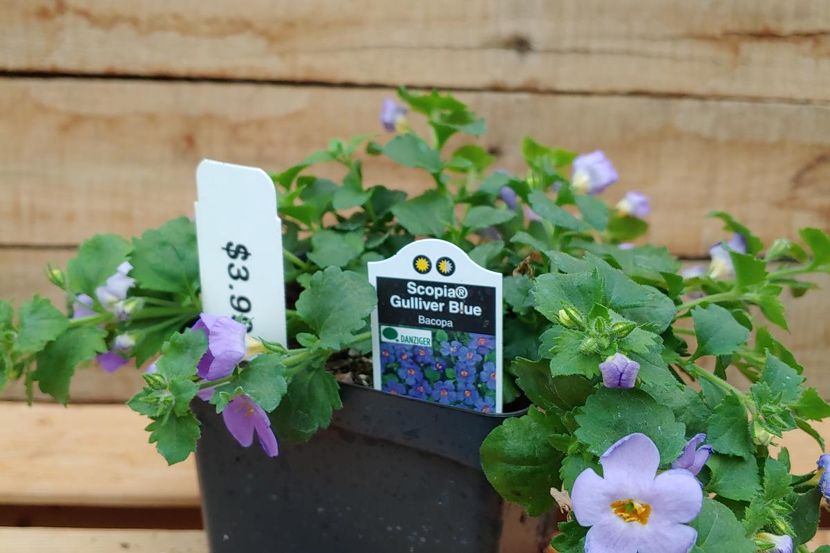 Scopia Gulliver Blue Bacopa