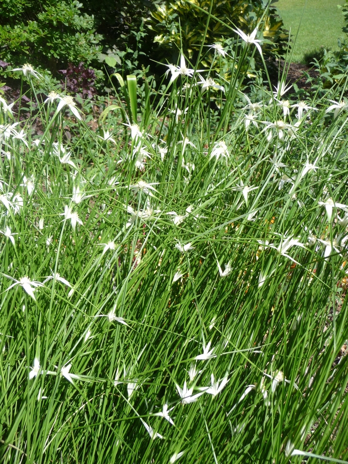 Star Grass | Faller Landscape