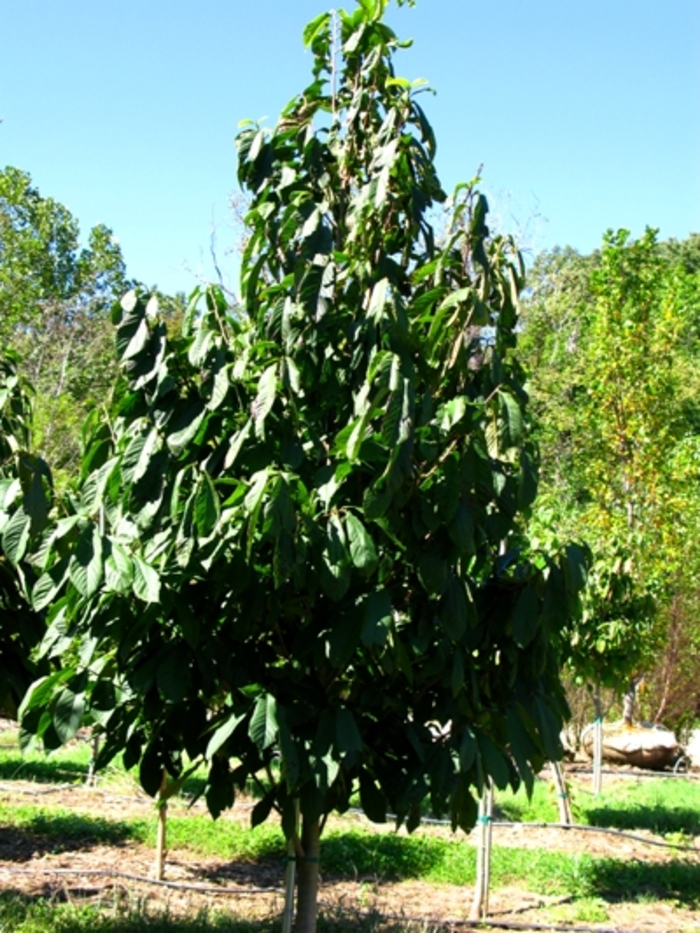 Paw Paw Tree | Faller Landscape