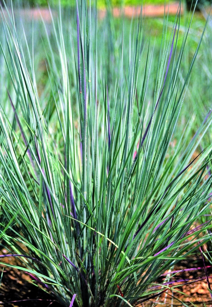 Prairie Blues Little Bluestem | Faller Landscape