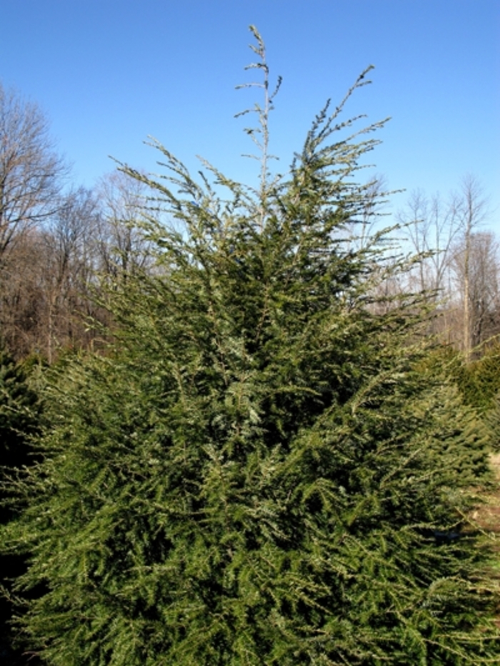 Canadian Hemlock | Faller Landscape