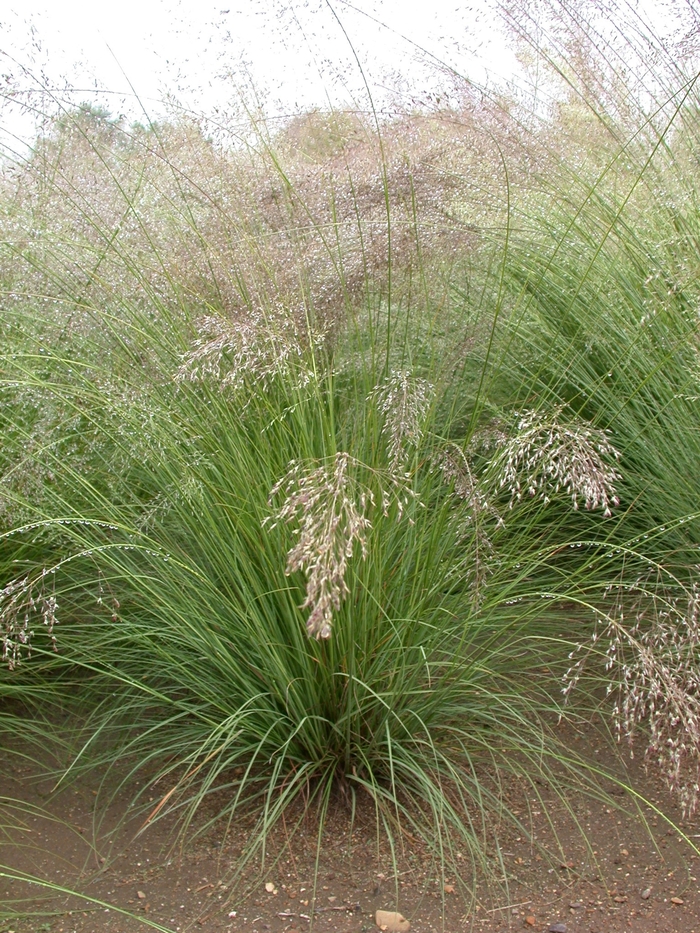 Prairie Dropseed | Faller Landscape