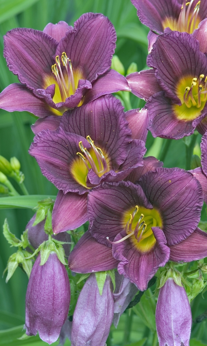 Little Grapette Daylily | Faller Landscape