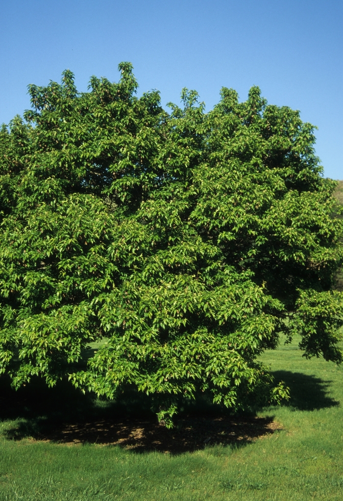 Bailey Compact Amur Maple | Faller Landscape