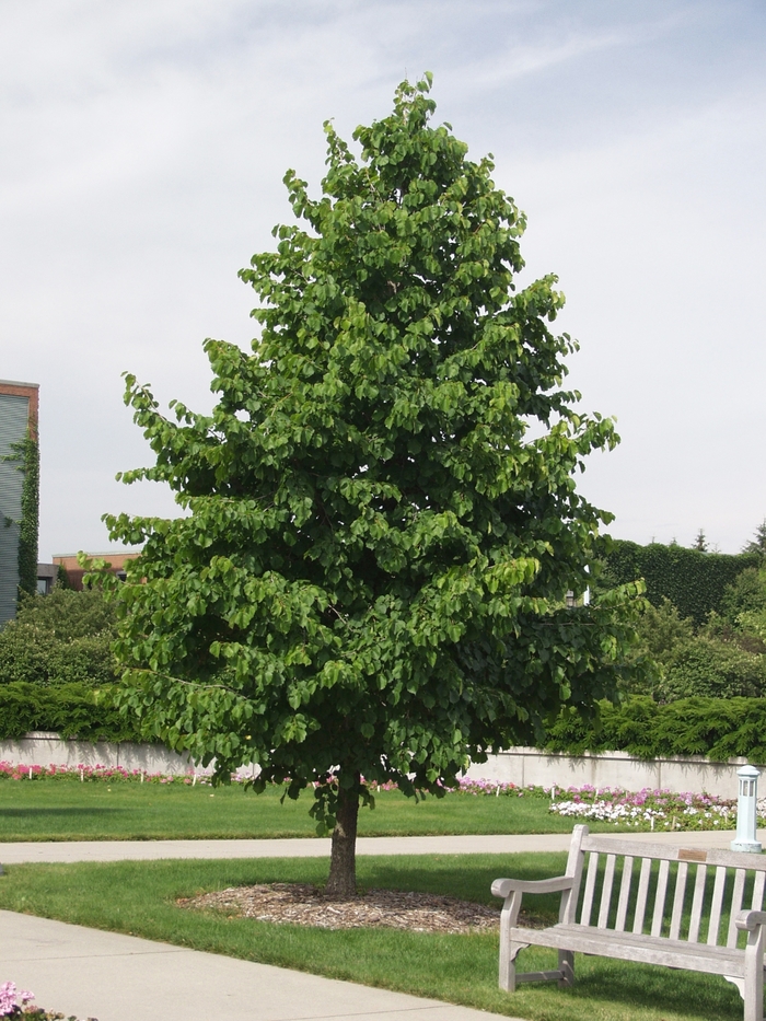 Turkish Filbert | Faller Landscape