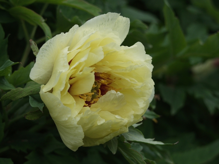 Yellow Tree Peony | Faller Landscape