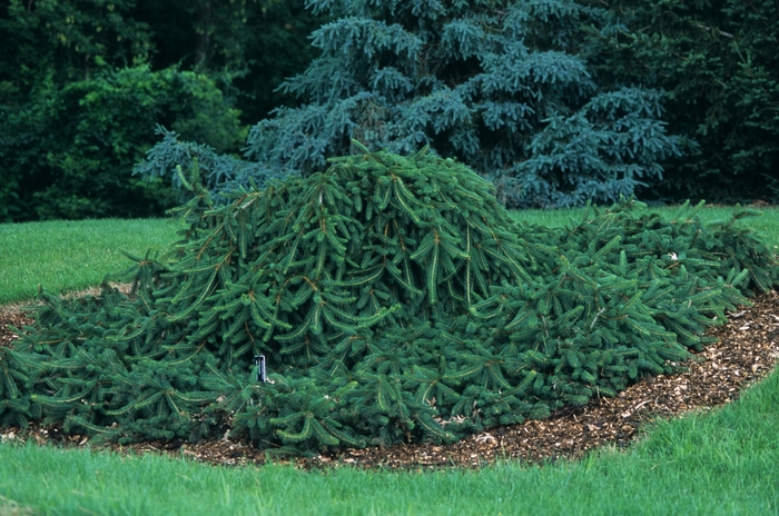 Creeping Norway Spruce | Faller Landscape