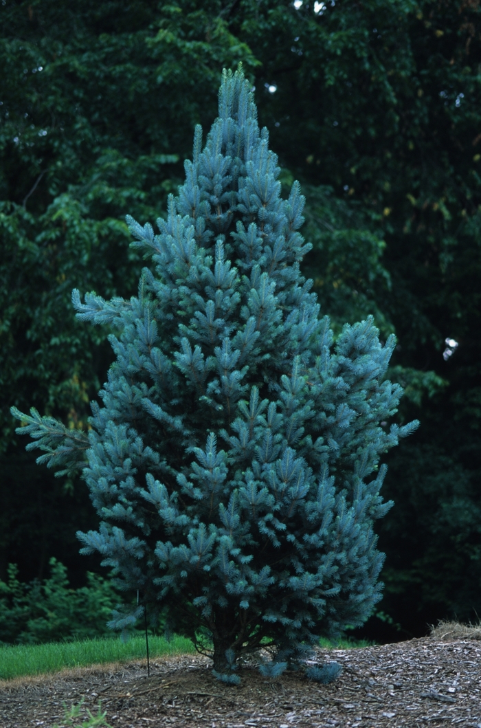 Blue Totem Blue Spruce | Faller Landscape