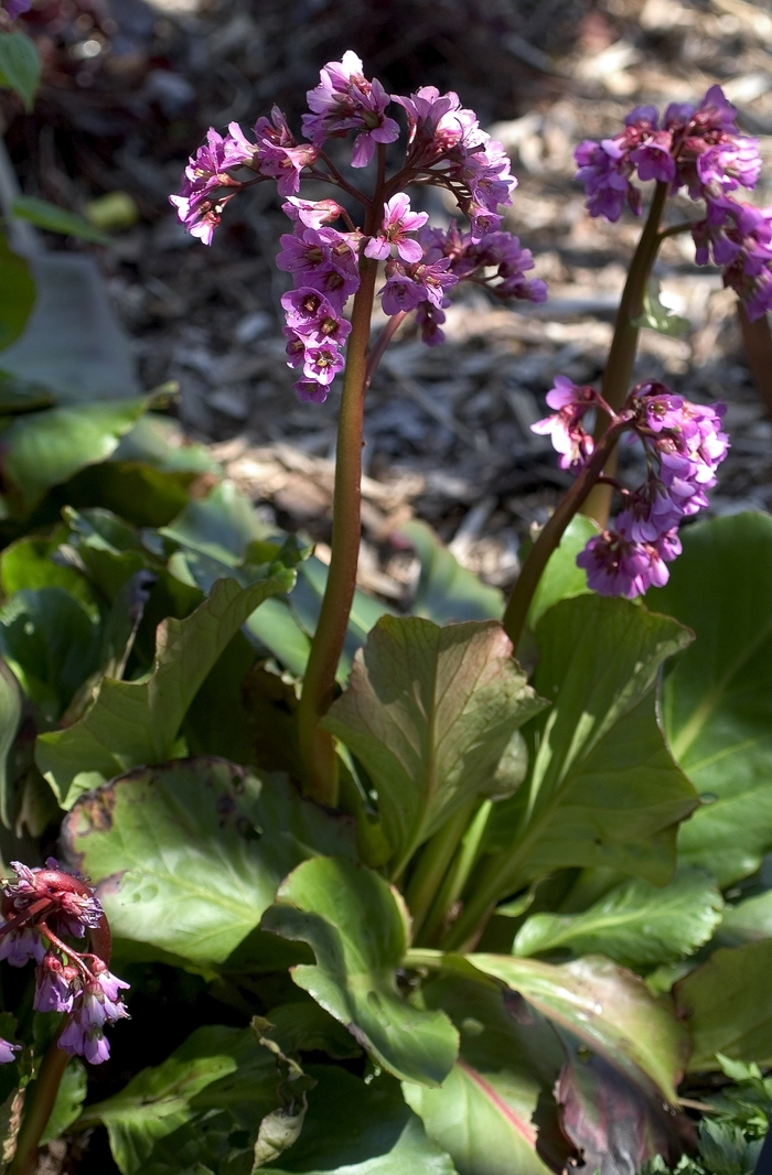 Bergenia Ground Cover