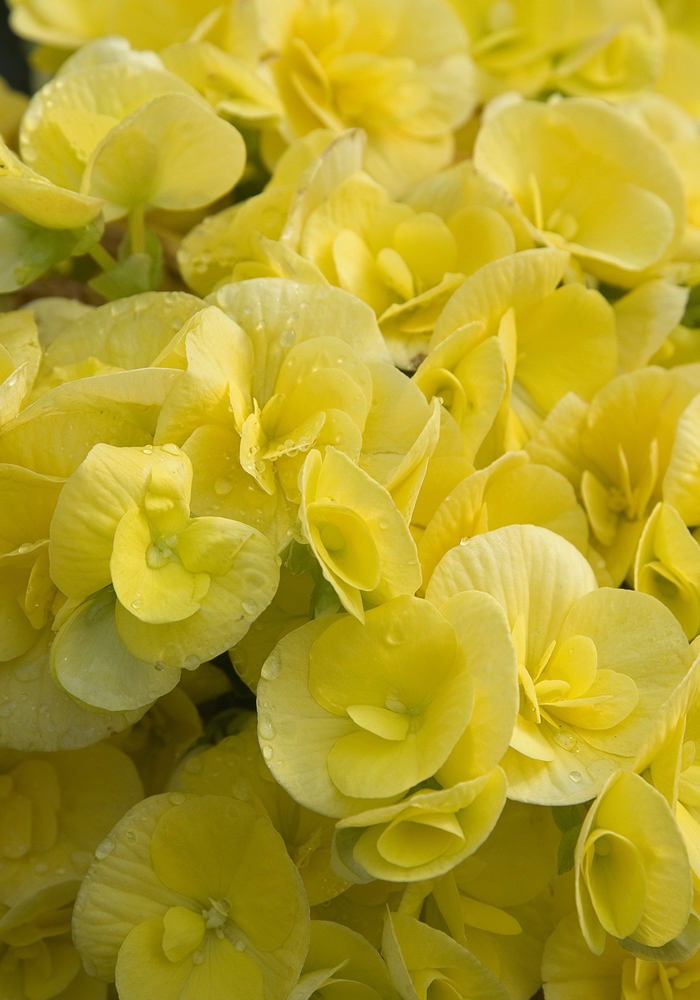 Blitz Begonia | Faller Landscape