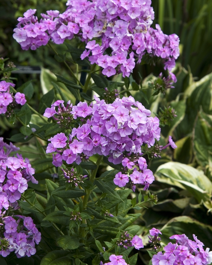 Nicky Garden Phlox | Faller Landscape
