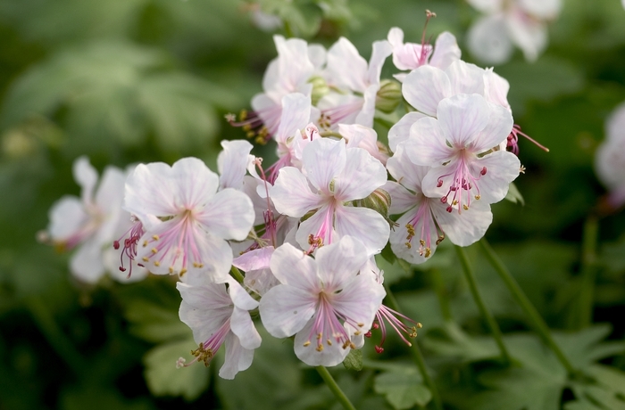 Biokovo Geranium | Faller Landscape