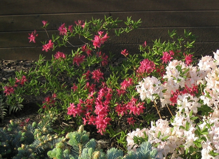 Rosy Lights Azalea | Faller Landscape
