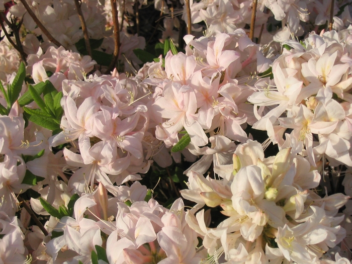 White Lights Azalea | Faller Landscape