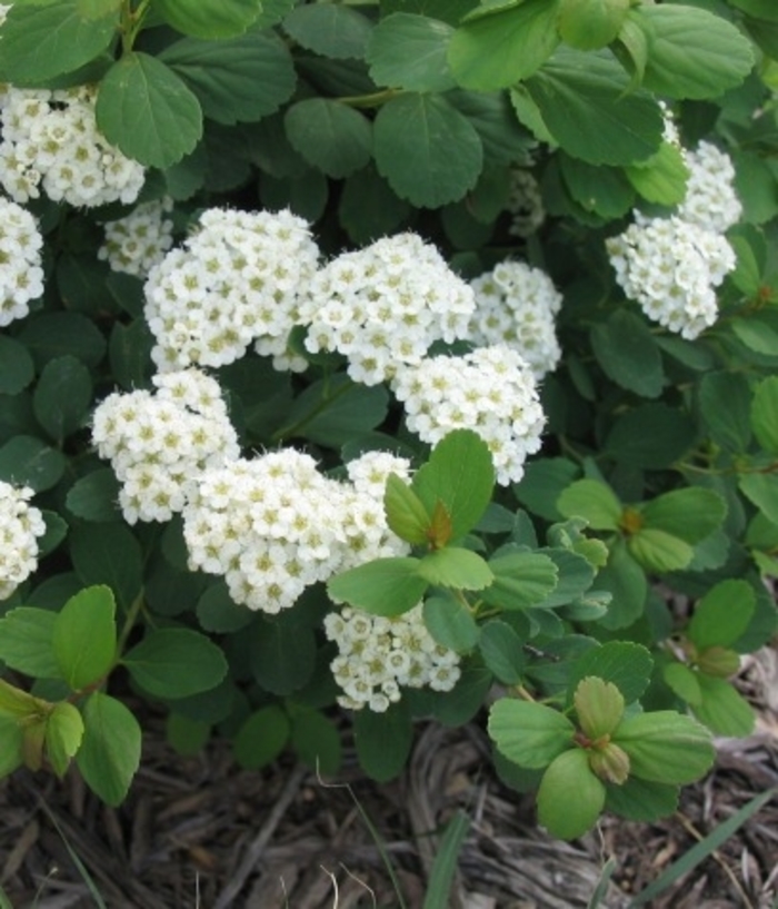 Tor Spirea | Faller Landscape
