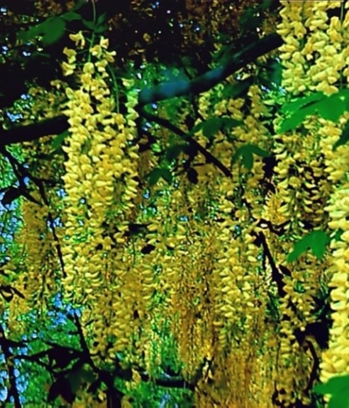 Goldenchain Tree | Faller Landscape