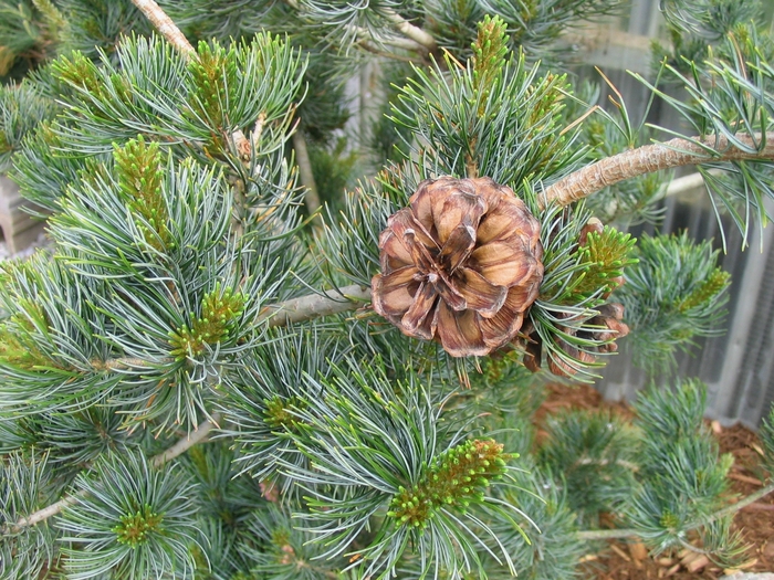 Japanese White Pine | Faller Landscape