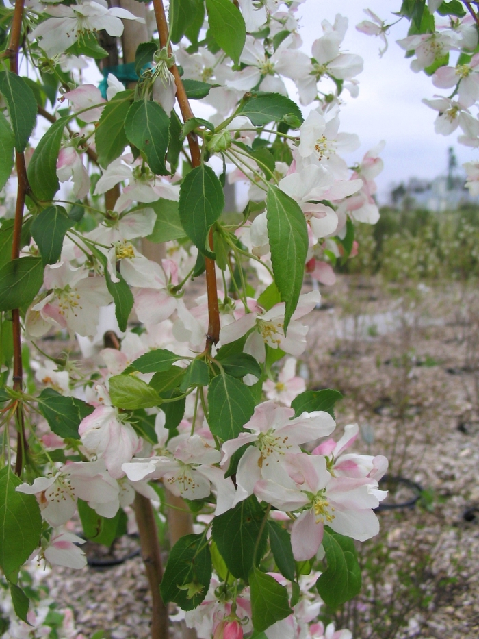 Red Jade Crabapple | Faller Landscape