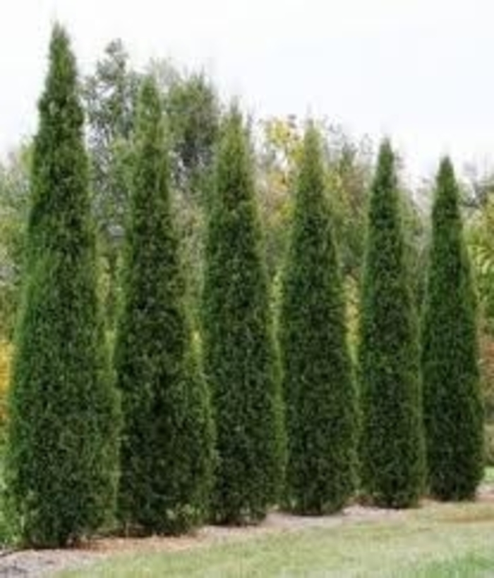 Taylor Juniper | Faller Landscape