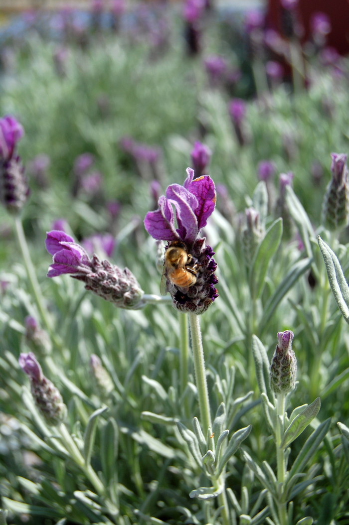 Madrid Lavish Purple Lavender | Faller Landscape