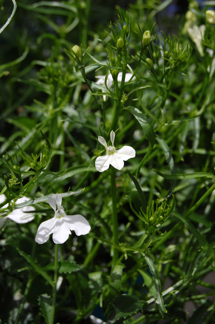 Snow White Lobelia | Faller Landscape