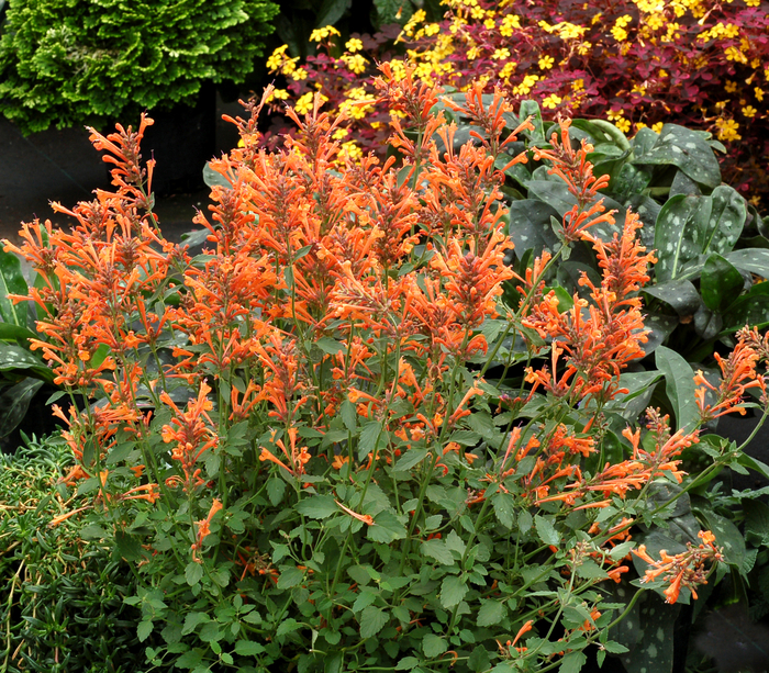 Dwarf hummingbird mint | Faller Landscape