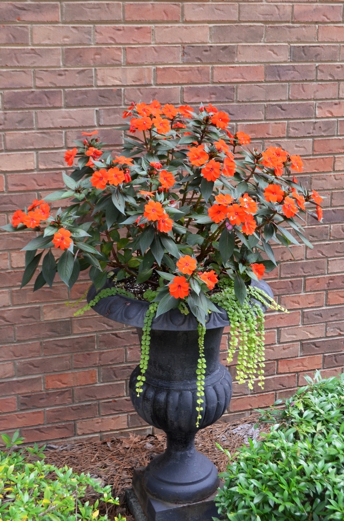 SunPatiens® Compact Electric Orange | Faller Landscape