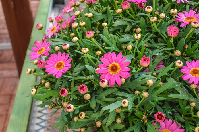 Grandaisy Dark Pink | Faller Landscape