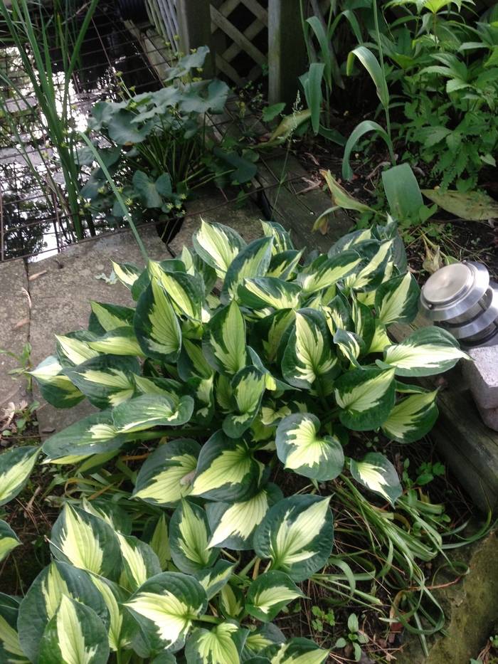 Whirlwind Hosta | Faller Landscape
