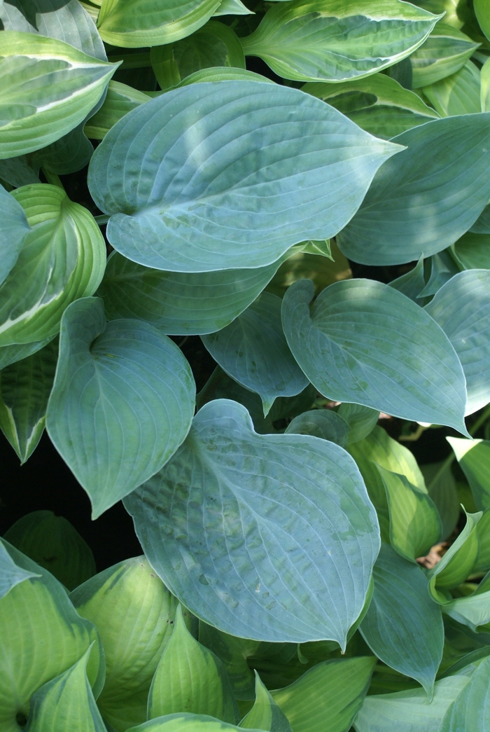 Blue Hawaii Hosta | Faller Landscape