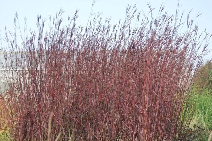 Red October Big Bluestem | Faller Landscape