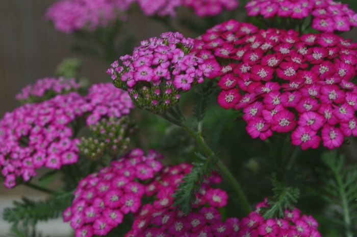 New Vintage Violet Yarrow | Faller Landscape