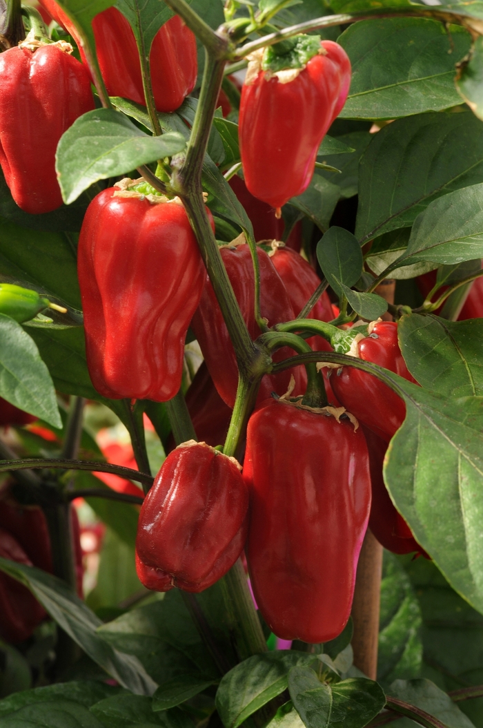 Sweet Heat Hot Pepper, Bell Pepper | Faller Landscape