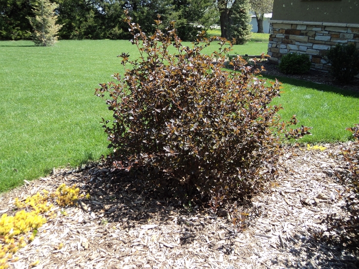 Little Devil™ Ninebark | Faller Landscape