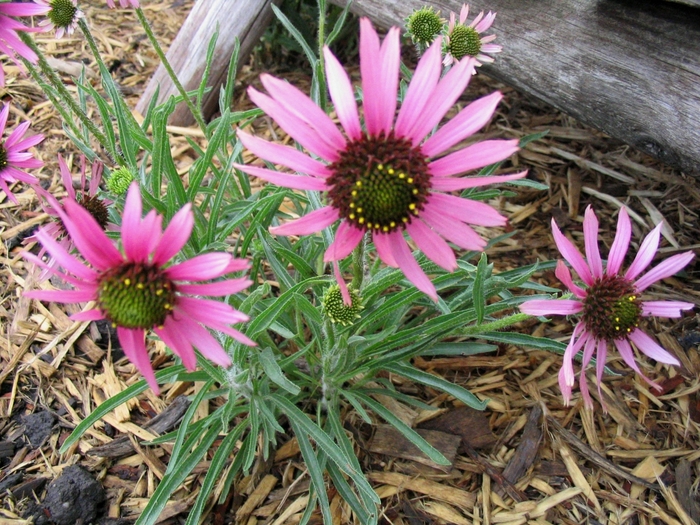 Tennessee Coneflower | Faller Landscape