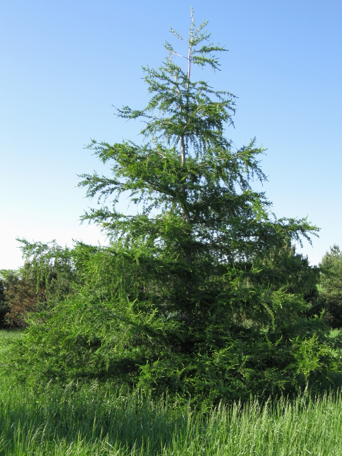 Japanese Larch | Faller Landscape