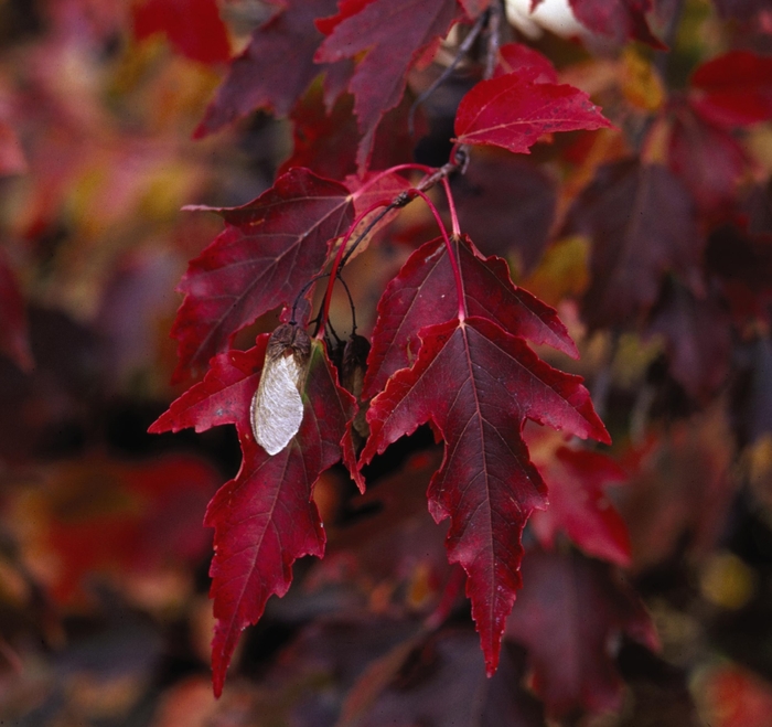 Amur Flame Maple | Faller Landscape