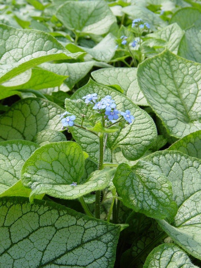 Jack Frost Brunnera | Faller Landscape
