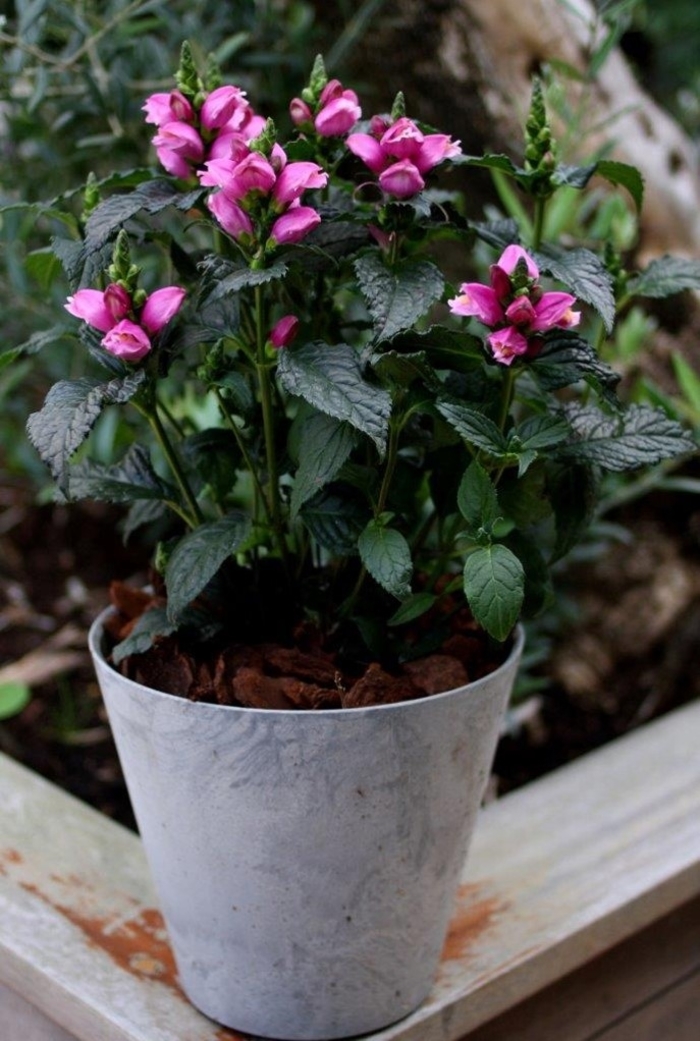 Turtlehead | Faller Landscape