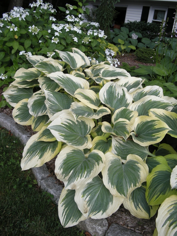 Victory Hosta | Faller Landscape