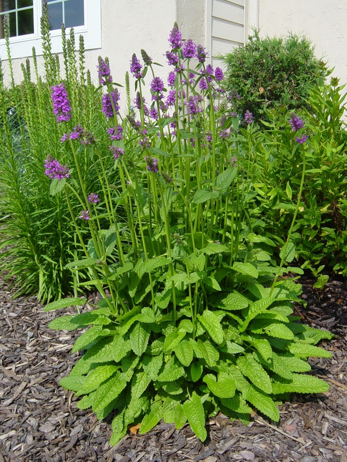 Hummelo Stachys | Faller Landscape