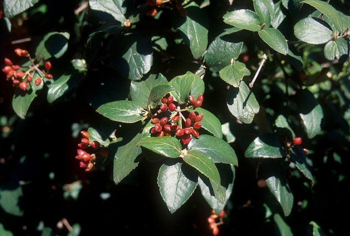 Mohawk Viburnum | Faller Landscape