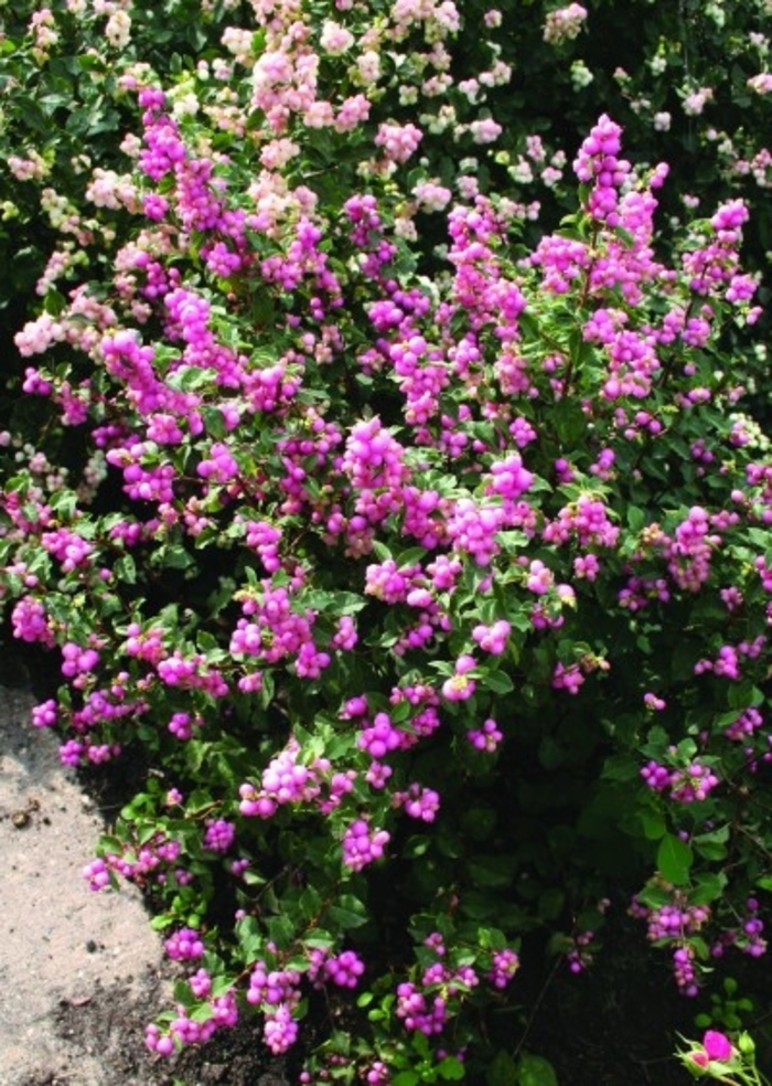 Candy Snowberry | Faller Landscape