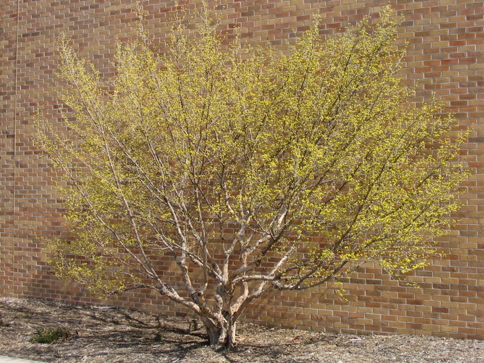 Cornelian Cherry Dogwood | Faller Landscape