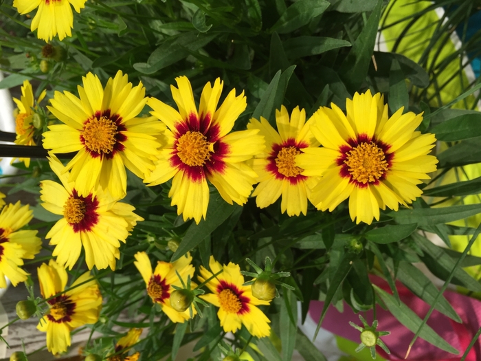 Uptick™ Yellow & Red Coreopsis | Faller Landscape