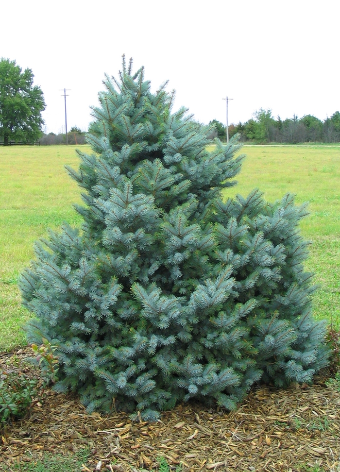 Bacheri Blue Spruce | Faller Landscape